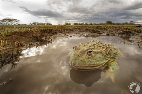 Pyxicephalus Adspersus Gaint Bullfrog — Nicolau Ecology