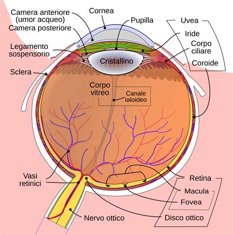 Corpo Ciliare Wikipedia