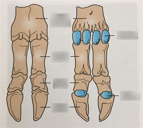 Vet Tech Lab Anatomy Bovine Sesamoid Bones Diagram Quizlet