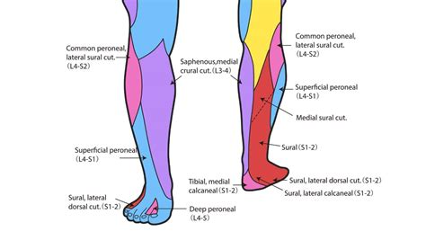Medial Thigh Nerve Distribution At Sharlene Burcham Blog