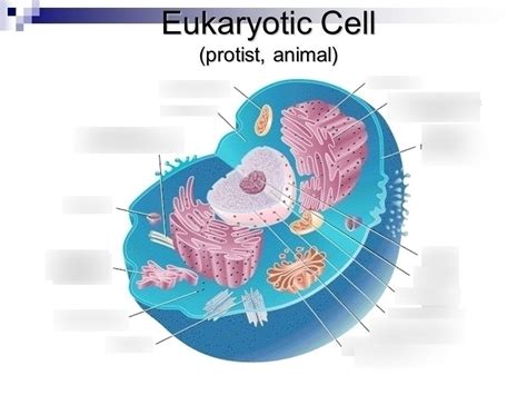 Eukaryotic Cell Diagram Quizlet
