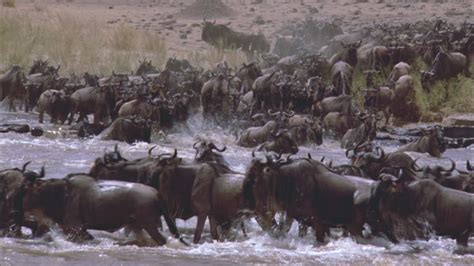 Wildebeest Migration 