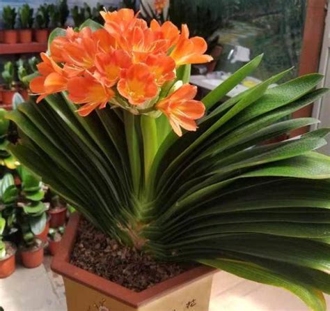 掌握4个“小技巧”，养君子兰没难度，叶片整齐油绿，开花更美季节