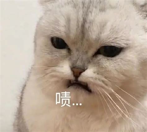 猫咪皱着眉头嘴巴微张，配文“啧”，尽显嫌弃之意 笑到脸酸的取表情包！表情包图片动图 求表情网 斗图从此不求人