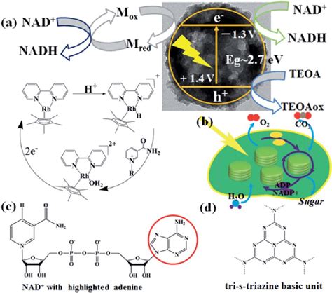 A Schematic Illustration Of Photocatalytic Nadh Regeneration By Cnms Download Scientific