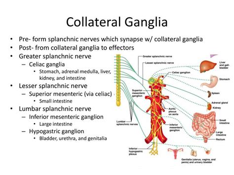 Ppt Autonomic Nervous System Powerpoint Presentation Id 2963454
