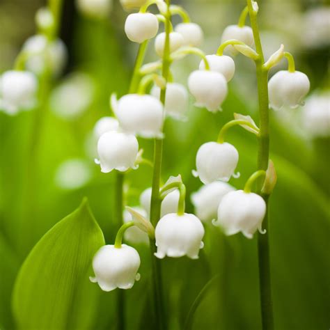 Lily Of The Valley Flower Meaning