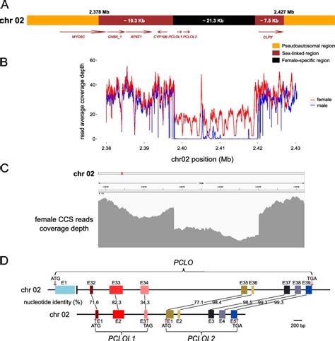 Characterization Of The Sex Determining Region And Development Of A Molecular Sex Identification