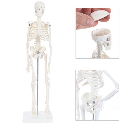 Buy Assembly Model 19 Mini Skeleton Human Skeleton Modelhas Movable