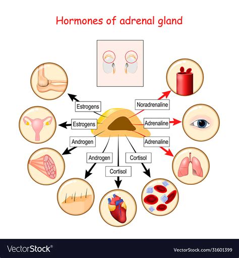 Hormones Adrenal Gland And Human Organs That Vector Image