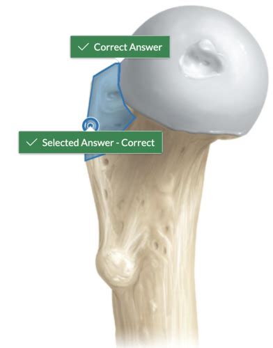 topic 3 assignment appendicular skeleton flashcards quizlet