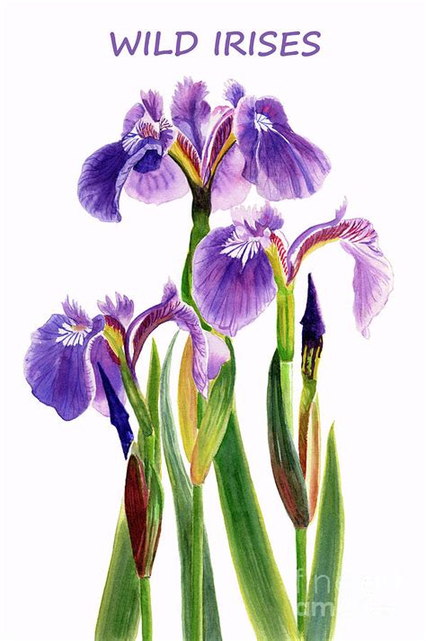 Wild Iris Poster Painting By Randy M Fine Art America