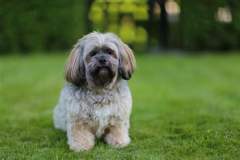 Lhasa Apso Steckbrief Charakter Wesen Und Haltung