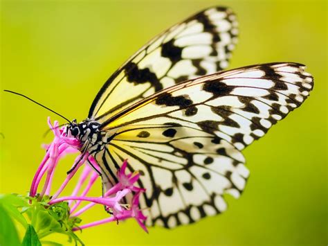 WooCommerce Fix Update Openstream