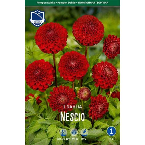 L Dalija Nescio Merkur Si