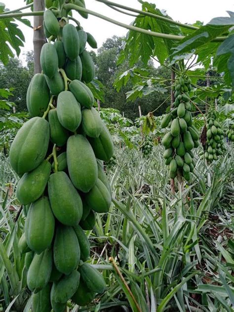 Organic 🌿 গোড়া থেকে আগা পর্যন্ত পেঁপে ধরাতে চান তাহলে এই সঠিক সার প্রয়োগ শিডিউল মেনে চলুন 💯