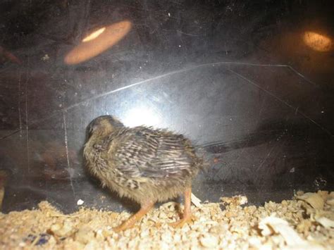 Button Quail Mutations Backyard Chickens Learn How To Raise Chickens