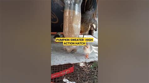 Pumpkin Sweater High Action Hatch Youtube