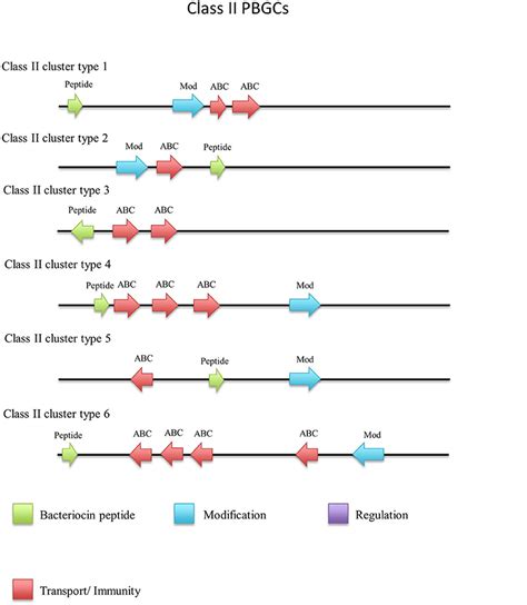 Frontiers In Silico Prediction And Exploration Of Potential Bacteriocin Gene Clusters Within