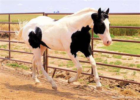 Tobiano Paint Horse Genetics Traits And Care Tips