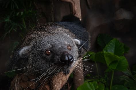 Premium Photo Binturong Bearcat