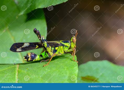 Beautiful Grasshopper Stock Image Image Of Green Jump 86545277
