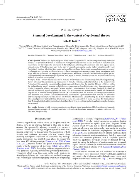 Pdf Stomatal Development In The Context Of Epidermal Tissues