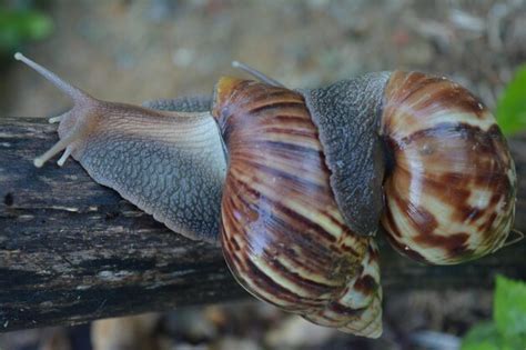 Premium Photo Close Up Of Snails Mating On Tree