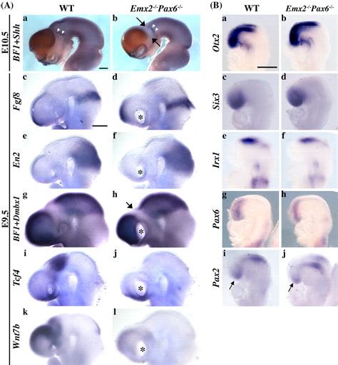 Emx2 And Pax6 Function In Cooperation With Otx2 And Otx1 To Develop Caudal Forebrain Primordium