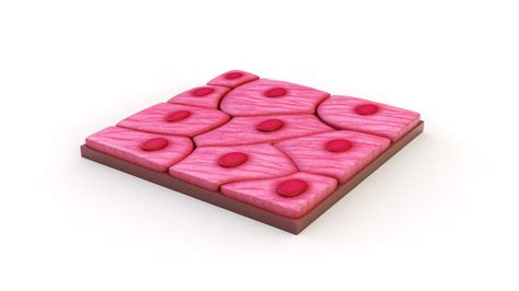 Squamous Epithelium Model Turbosquid 2235509
