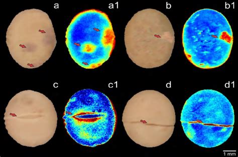 Red Green Blue Rgb Image A And Multispectral Image A1 Of Soybean Download Scientific