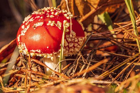 3 Free Mushroons And Forest Images Pixabay