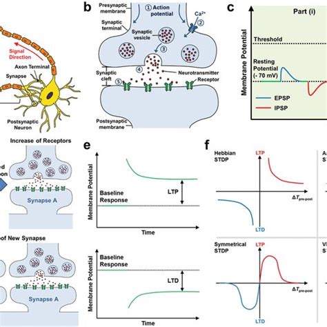 A Schematic Illustration Of Neuron Structures 18 B Structure And Download Scientific Diagram
