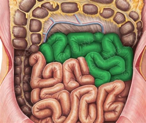 Small Intestine Jejunum And Ileum Diagram Quizlet