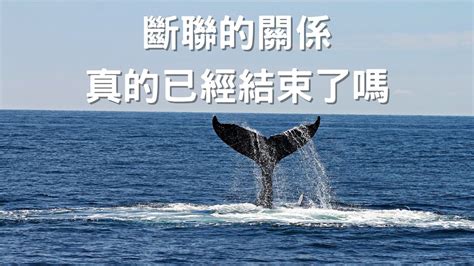 斷聯｜真的已經結束了嗎｜他想和你說什麼 羊羊塔羅 愛情 感情 Youtube