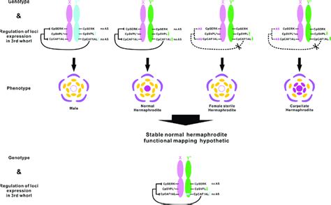 Hypothetic Sex Determination Model Involving The Y Chromosome Of C