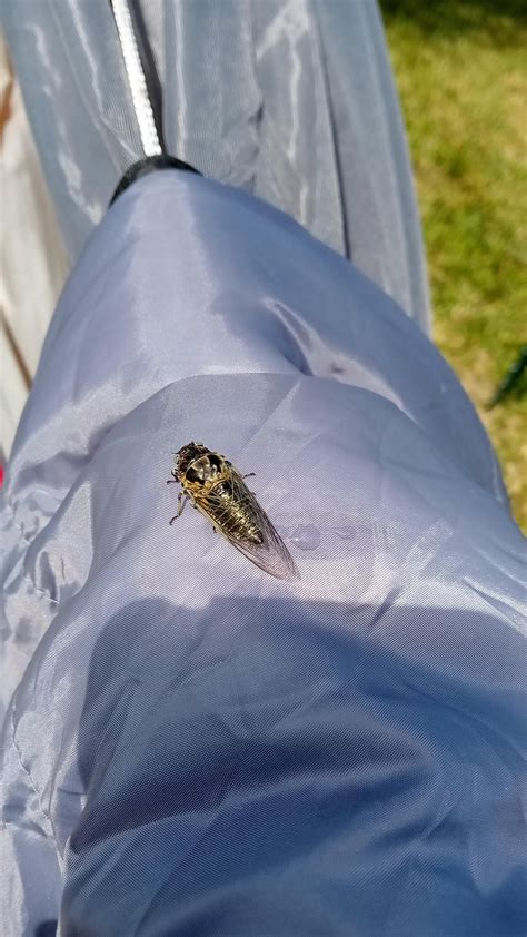 Id Request R Entomology