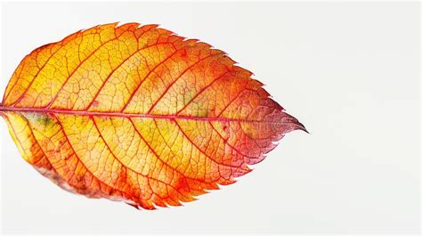 Aesthetic Leaf With Vibrant Autumn Colors Copy Space White Background
