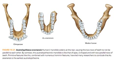 Australopithecus Anamensis Teeth