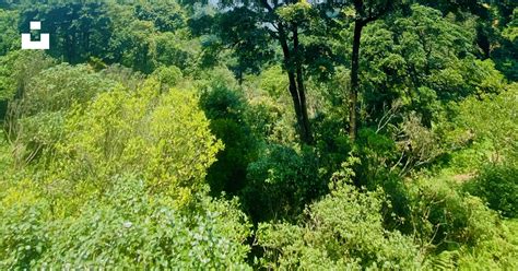 울창한 녹색 숲 한가운데있는 큰 나무 사진 Unsplash의 무료 식물 이미지