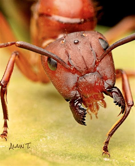 Pin By Cleo On Alien Insects And Arachnids Ants Insects Bugs And Insects