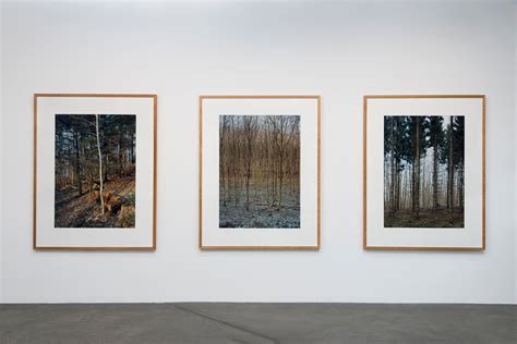 Seeing The Forest For The Trees Gallery Luisotti