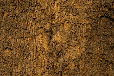 갈색 거친 고르지 않은 곡물 균열 나무 나무 껍질 나무 줄기 나뭇결 나이 늙은 단단한 질감 닫다 목재 배경 상세한 생명 생태학의 선 섬유