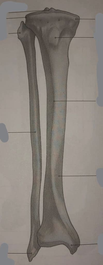 Diagram Of Tib And Fib Pt 2 Quizlet