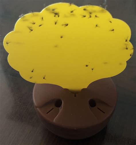 혐 집에 초파리 많은 사람 필독 미스터리 공포 에펨코리아