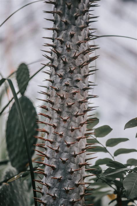 집 밖의 가시 가시가 있는 건생 식물 경치 꽃 나뭇잎 날카로운 날카로움 녹색 다육 러스틱 메마른 바늘 뾰족한 것 사막 서식지 선인장 성장