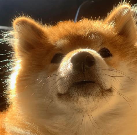 柴犬 堆糖美图壁纸兴趣社区