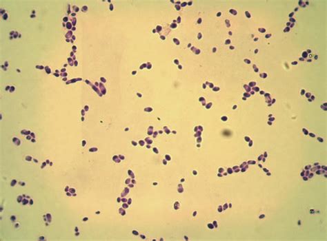 Bio 205 Practical 3 Flashcards Quizlet