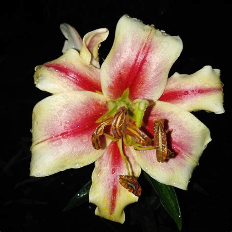 Лилии в саду Пикабу