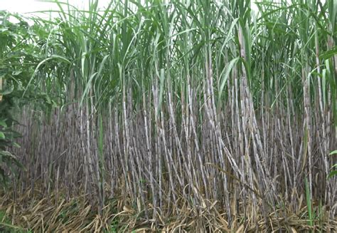 Pupuk Untuk Tebu Agar Lebih Subur And Hasilkan Panen Berkualitas